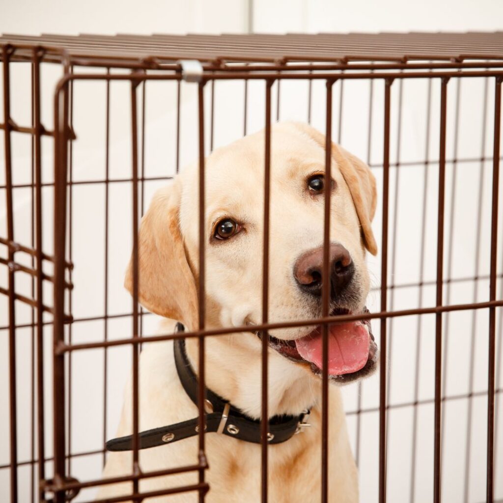 Reasons Why Boarding Is the Best Option for Your Dog - Fancy Nanc-ista